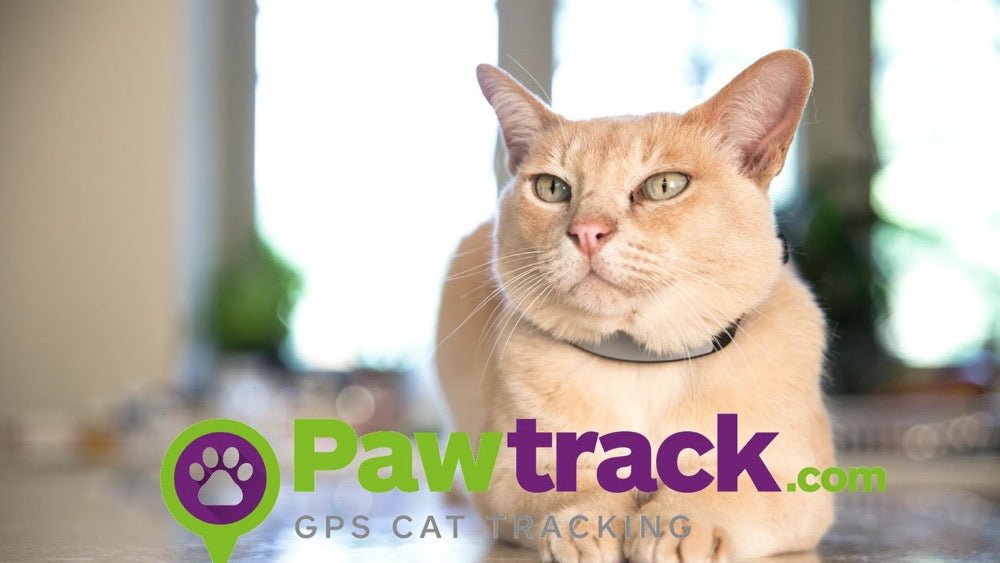 Pawtrack GPS Cat Tracking Collar – Xiaomi Crowdfunding